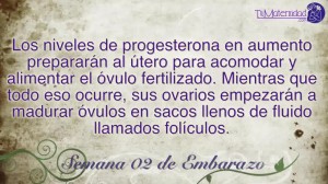 2 Semanas de Embarazo | Tu Maternidad